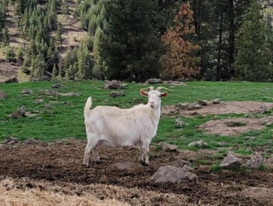 Meat Goat Breeds: A Comparison - Goat Journal